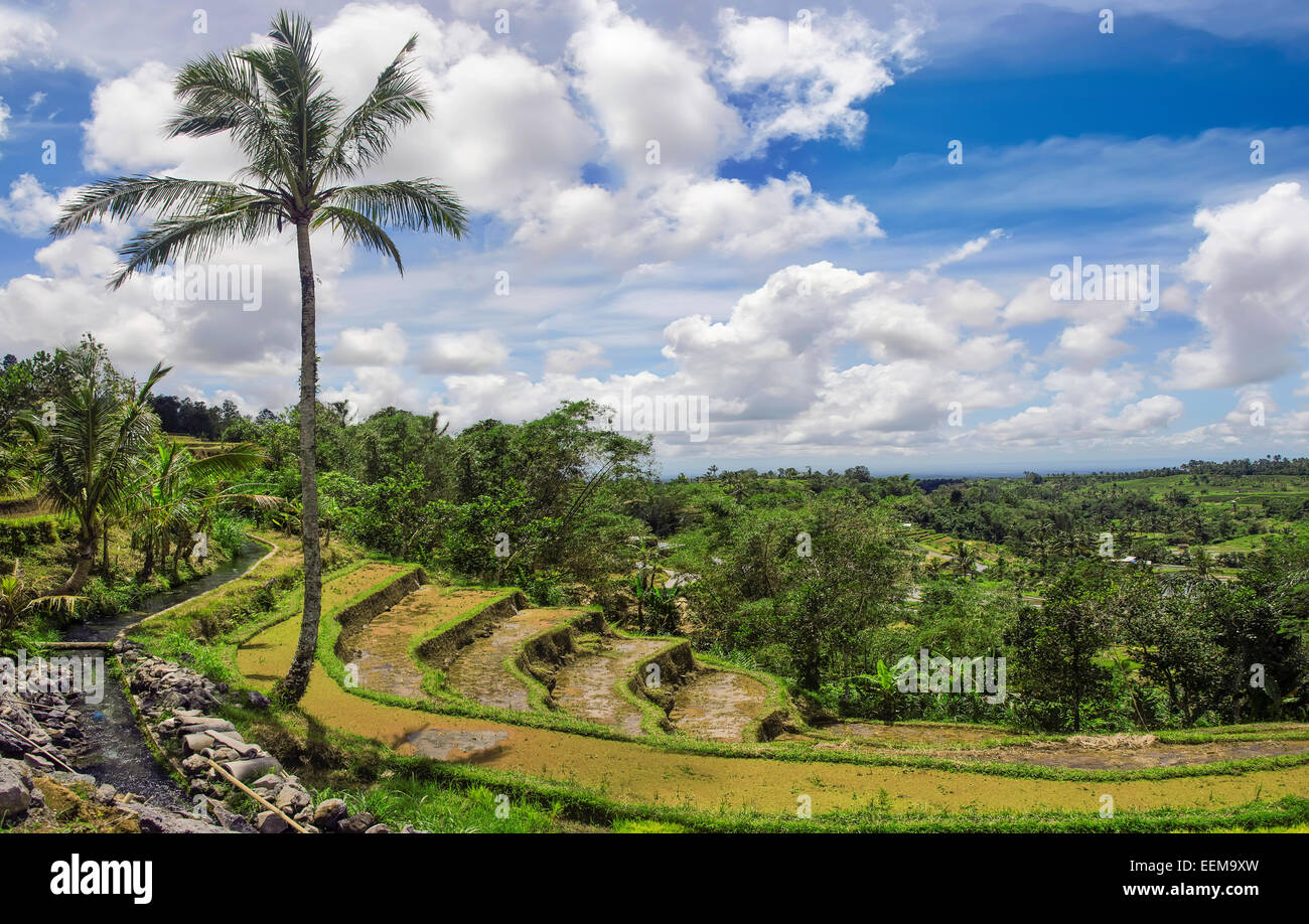 Terraced rice fields on Mt Batukaru, Jatilawih, Bali, Indonesia Stock ...