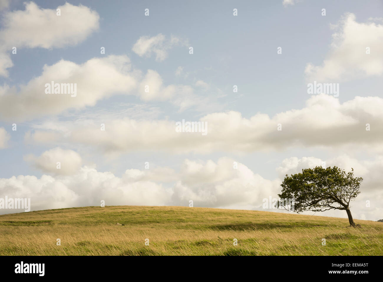 Tree growing in rural field Stock Photo - Alamy