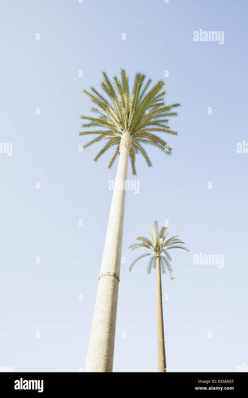 Palm tree underneath hi-res stock photography and images - Alamy