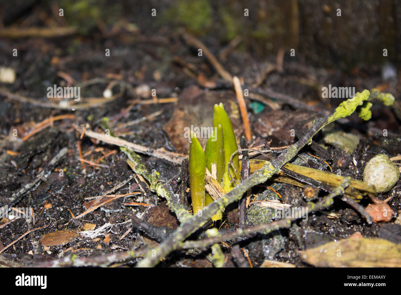 Life poking through hi-res stock photography and images - Alamy