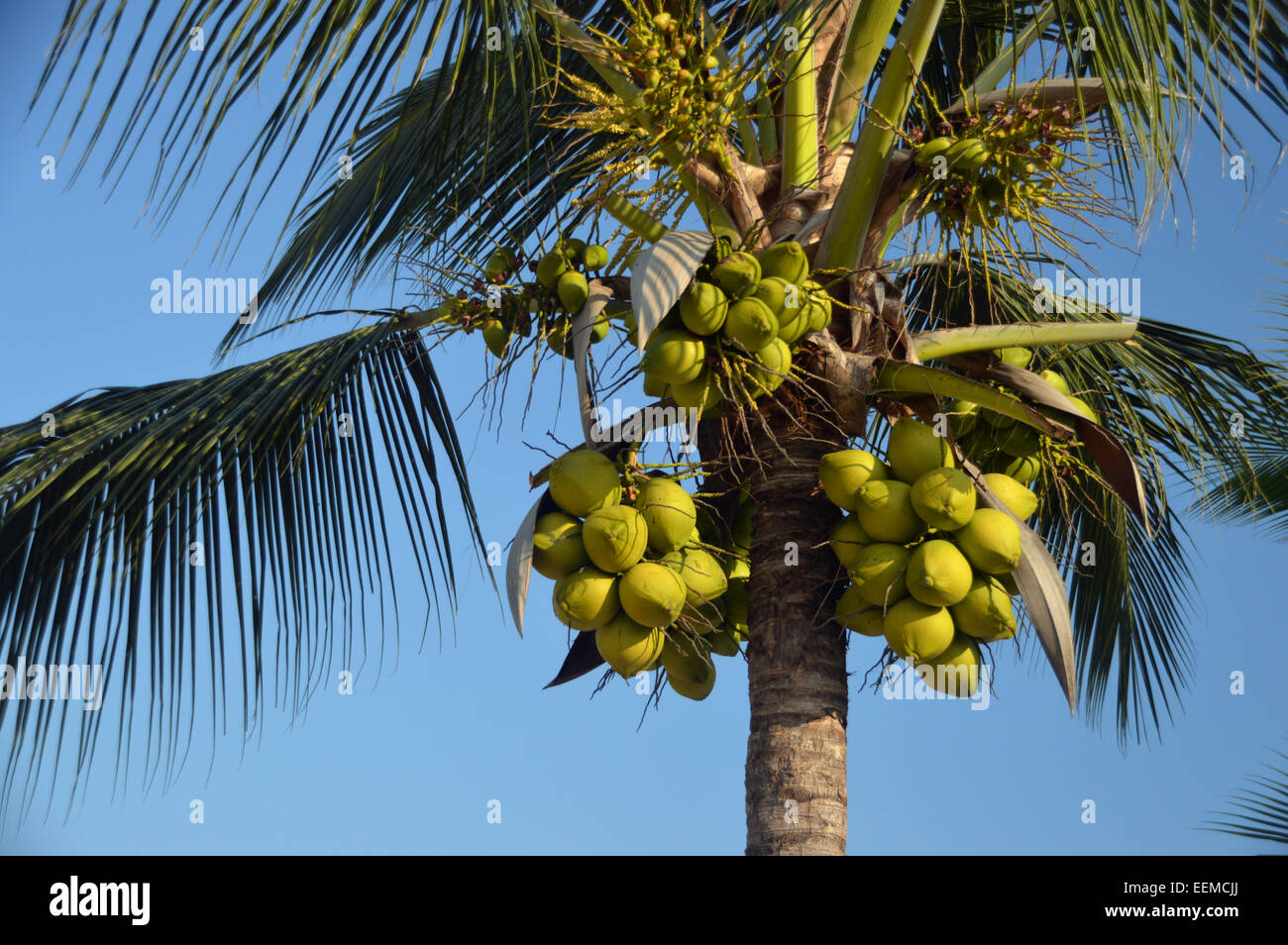 Palm tree palm nuts in hi-res stock photography and images - Alamy