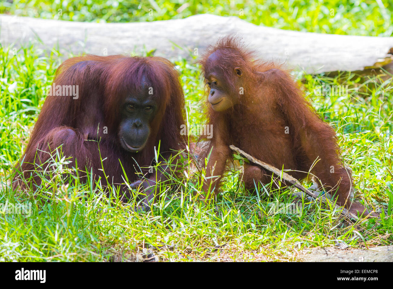 Mother and baby orangutans Stock Photo - Alamy