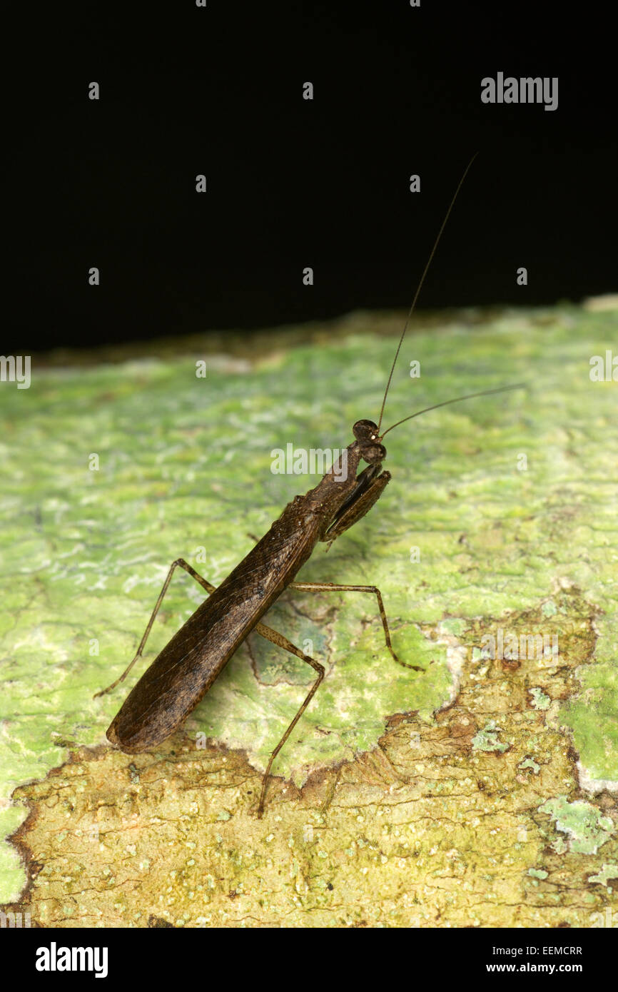 Gonypeta brigittae, Thai Bark Mantis Stock Photo - Alamy