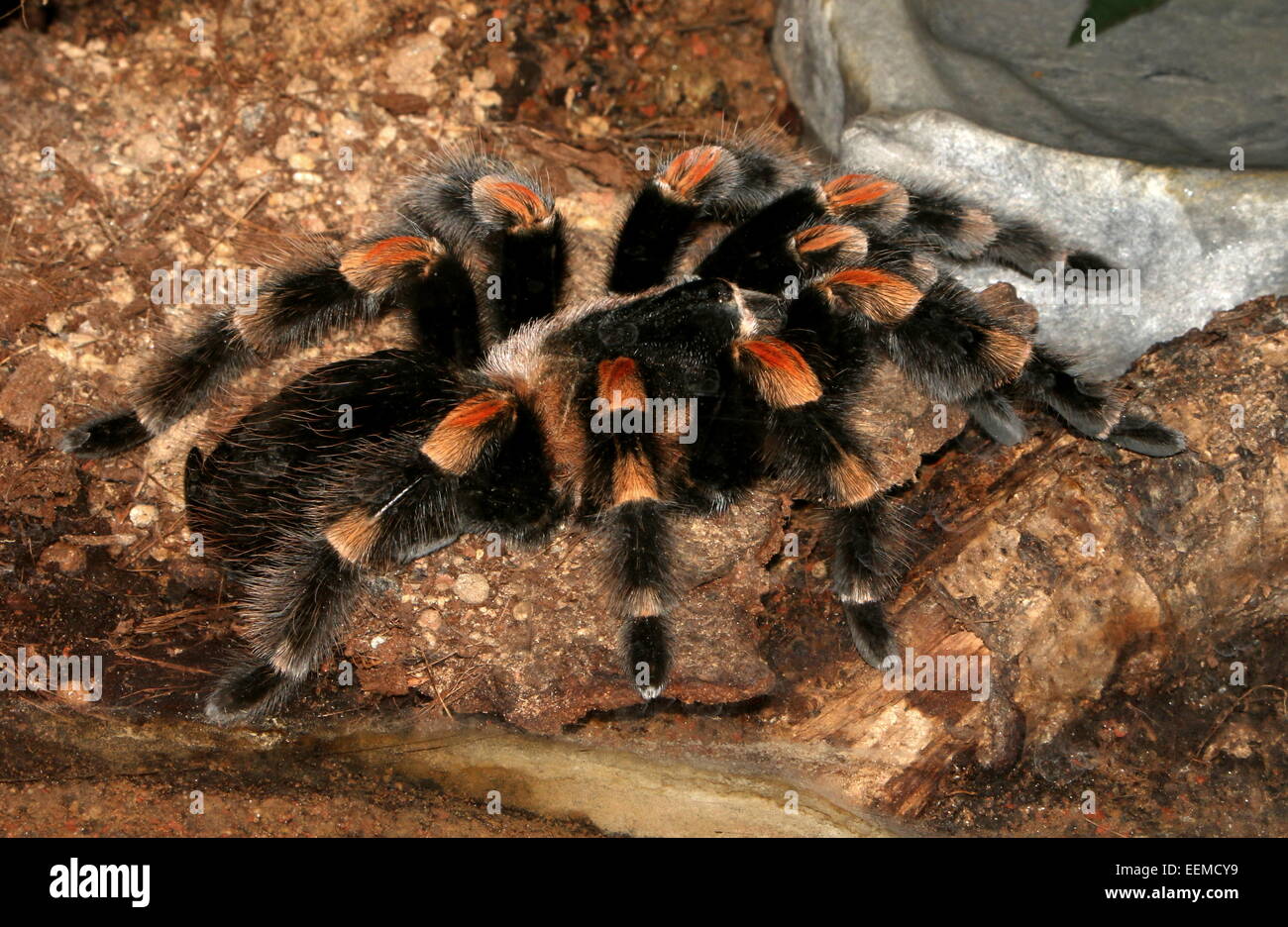 Mexican red-kneed tarantula (Brachypelma smithi Stock Photo - Alamy