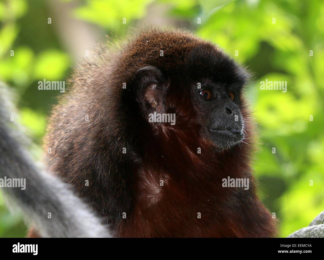 South American Coppery or Copper coloured Titi Monkey (Callicebus ...