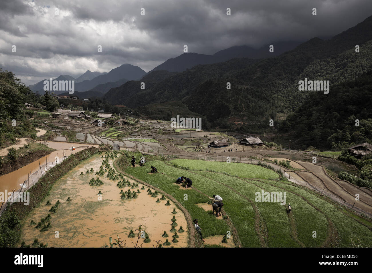 Terraced landscape with rice plantations in the mountainous province of ...