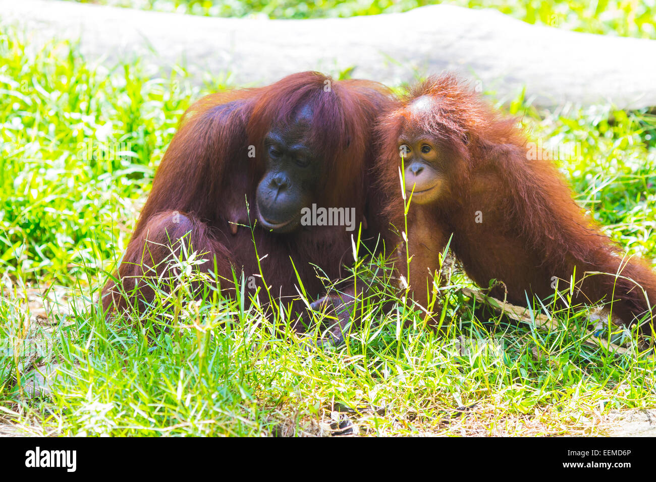 Mother and baby orangutans Stock Photo - Alamy