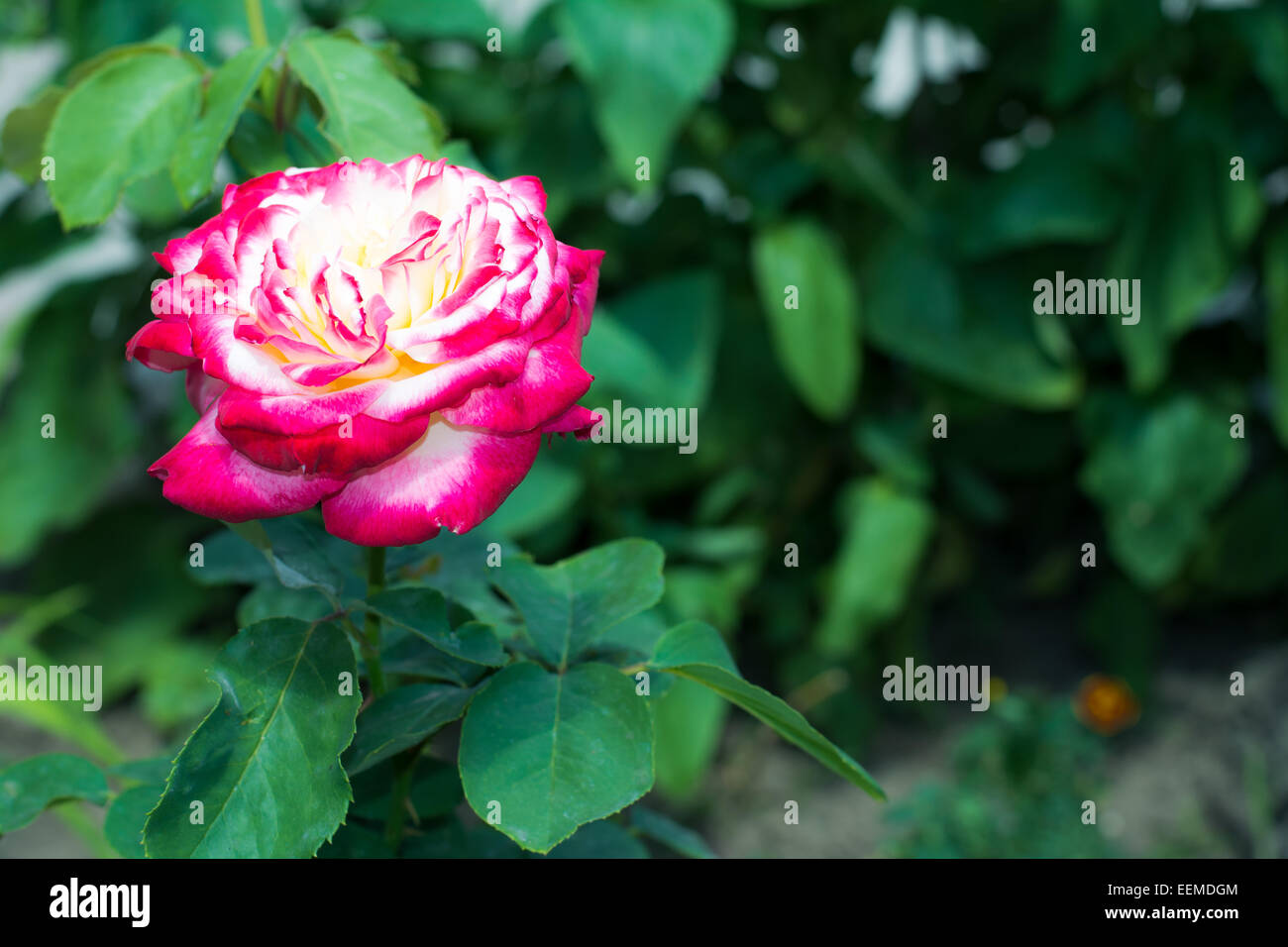 Lonely rose growing in the garden Stock Photo - Alamy