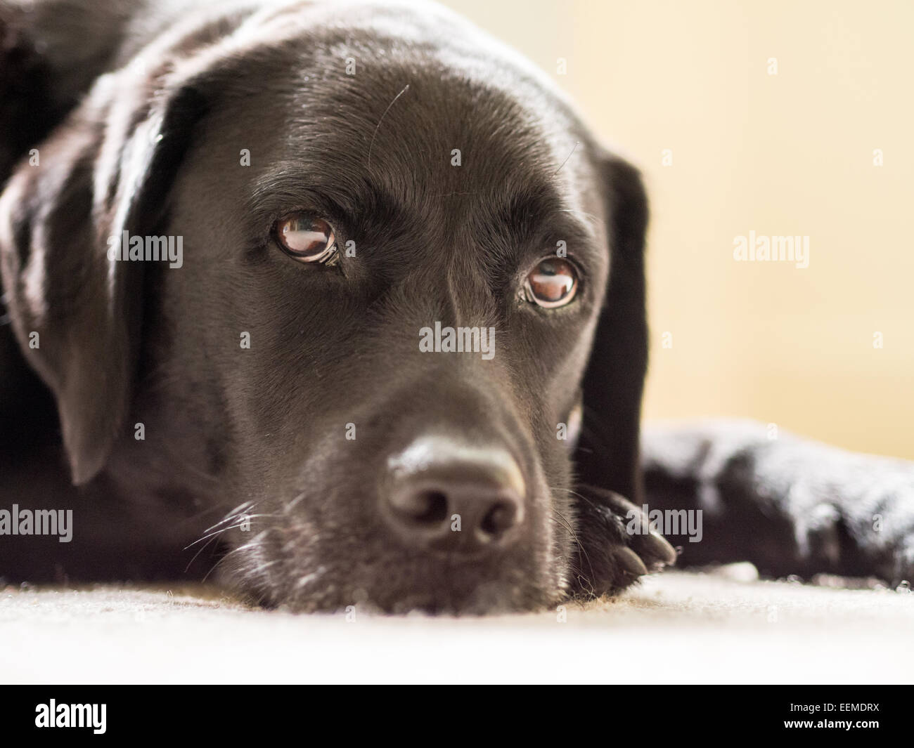 Close up shot of an adult black Labrador retriever dog's face, lying on ...