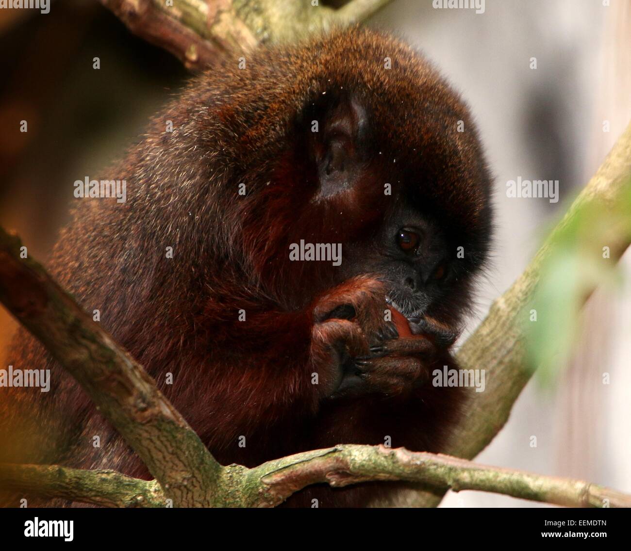 South American Coppery or Copper coloured Titi Monkey (Callicebus ...