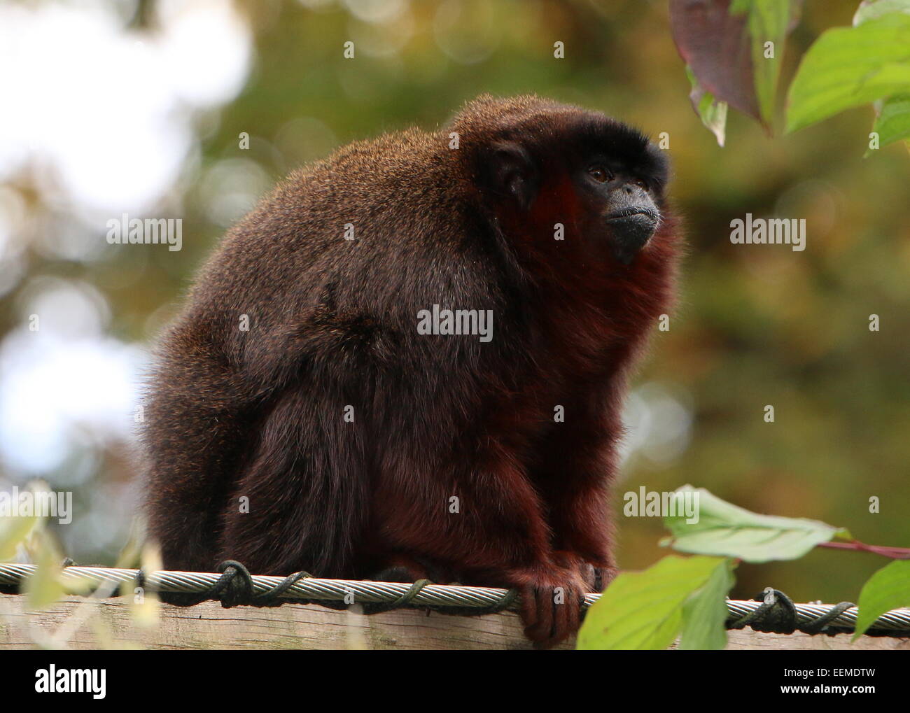 Coppery titi monkey hi-res stock photography and images - Alamy