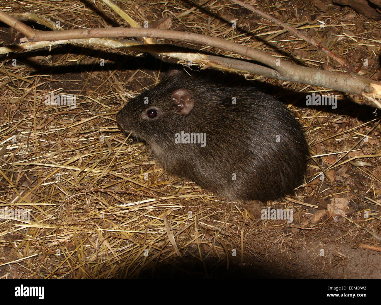 Brazilian wild guinea pig or Preá (Cavia aperea Stock Photo - Alamy