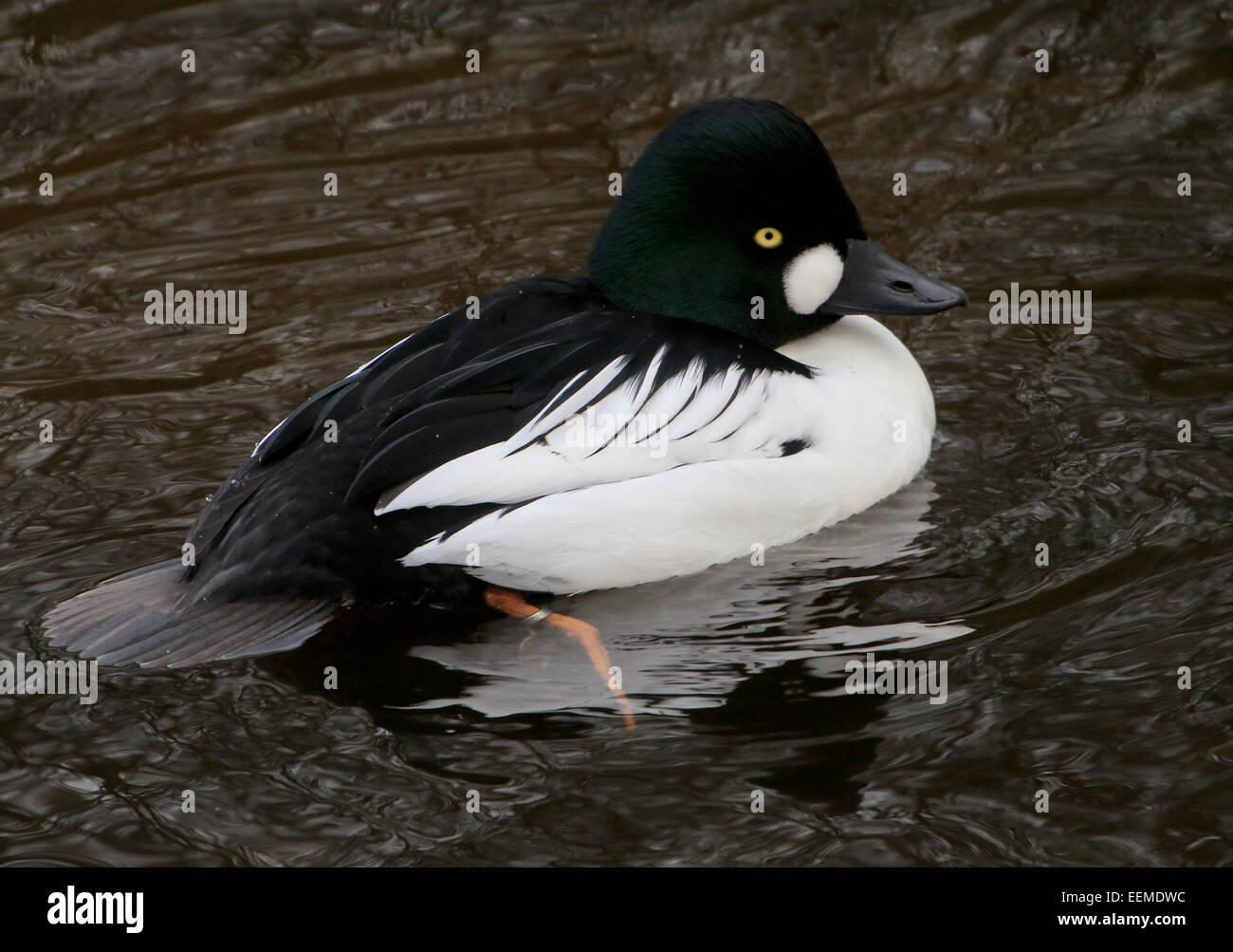 Common Goldeneye Duck High Resolution Stock Photography and Images - Alamy