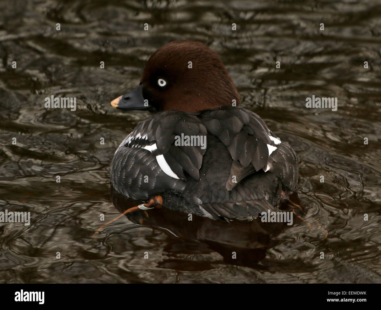 Female common goldeneye duck hi-res stock photography and images - Alamy