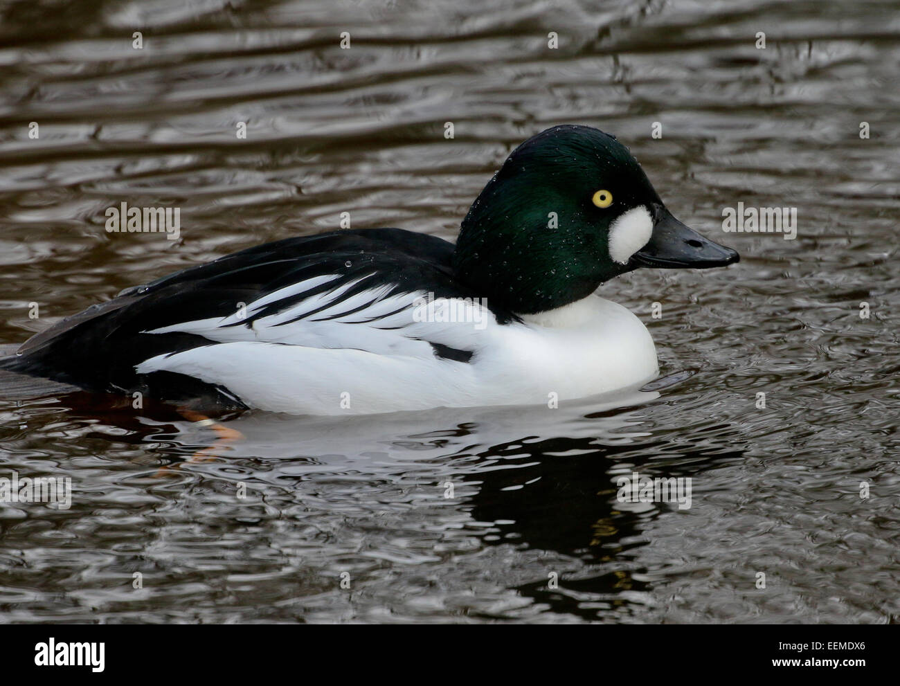Common goldeneye duck hi-res stock photography and images - Alamy