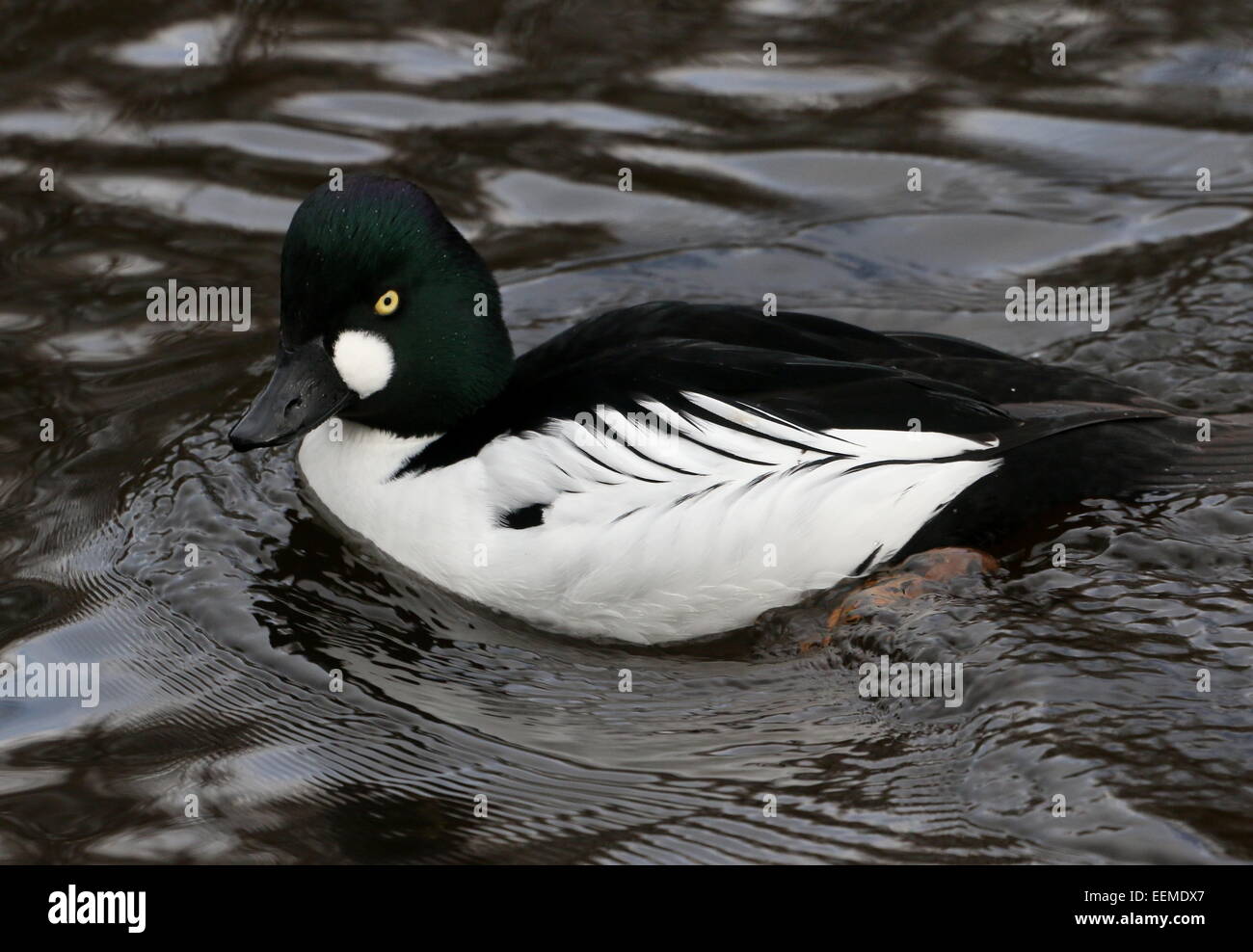 Male Common Goldeneye duck (Bucephala clangula Stock Photo - Alamy