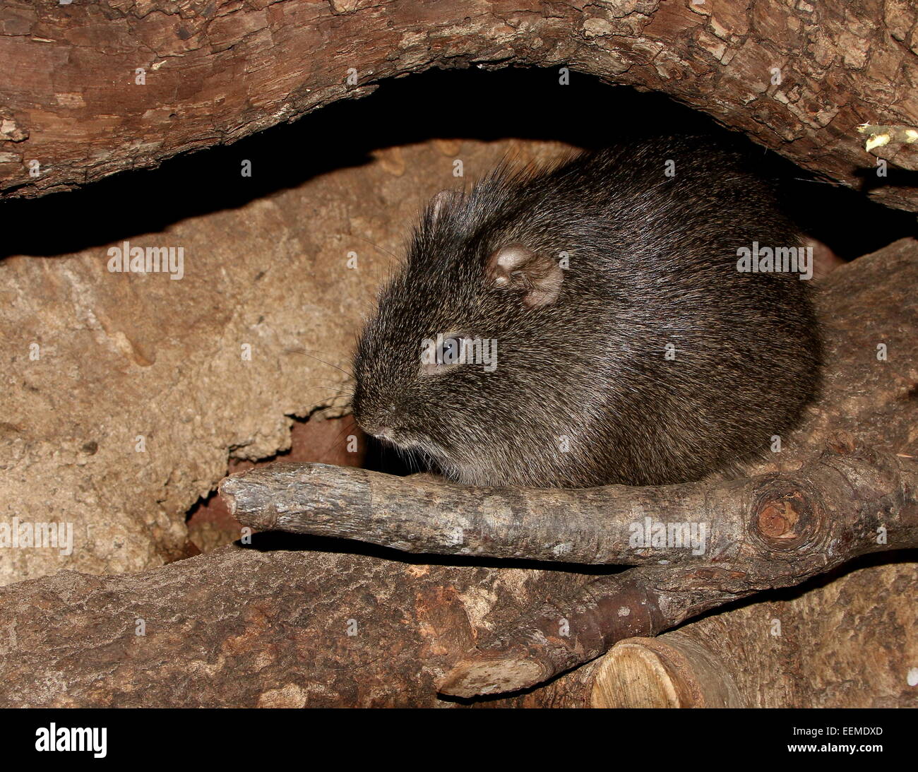 Cavia aperea brazil hi-res stock photography and images - Alamy
