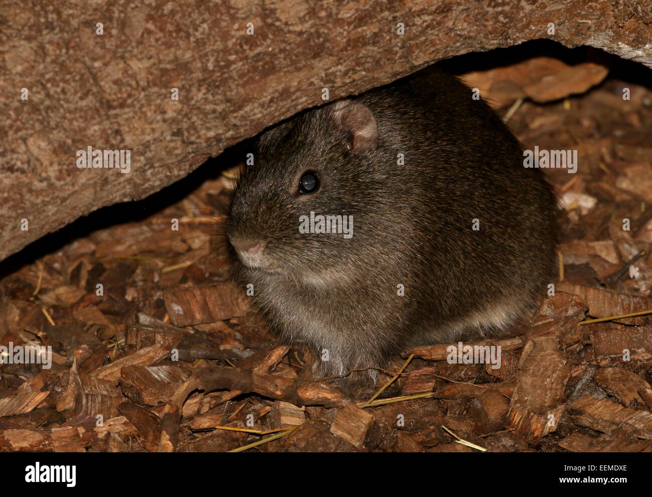 Cavia aperea brazil hi-res stock photography and images - Alamy