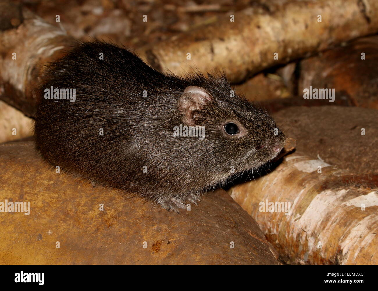 Brazilian wild guinea pig or Preá (Cavia aperea Stock Photo - Alamy