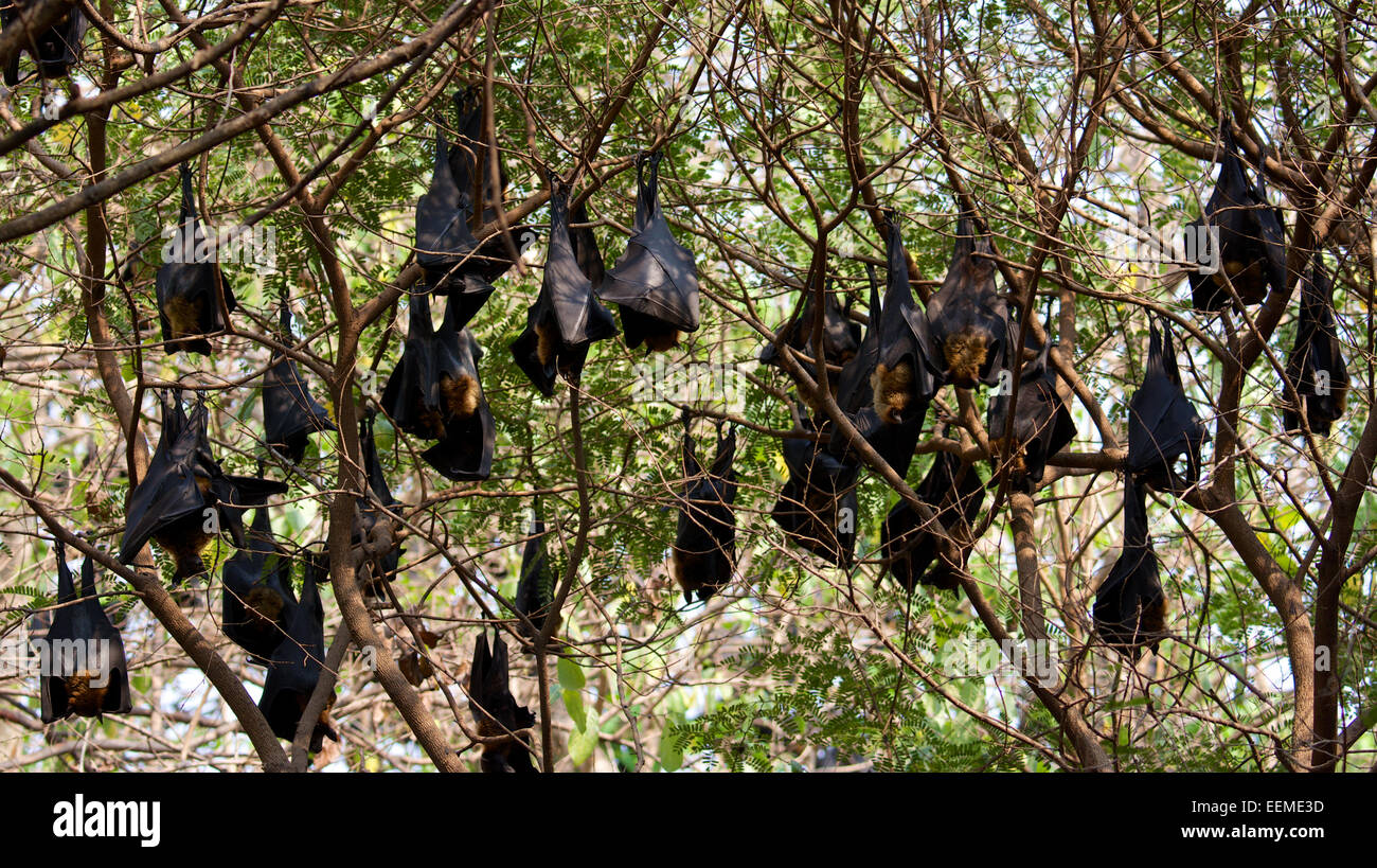 Pteropodidae family hi-res stock photography and images - Alamy
