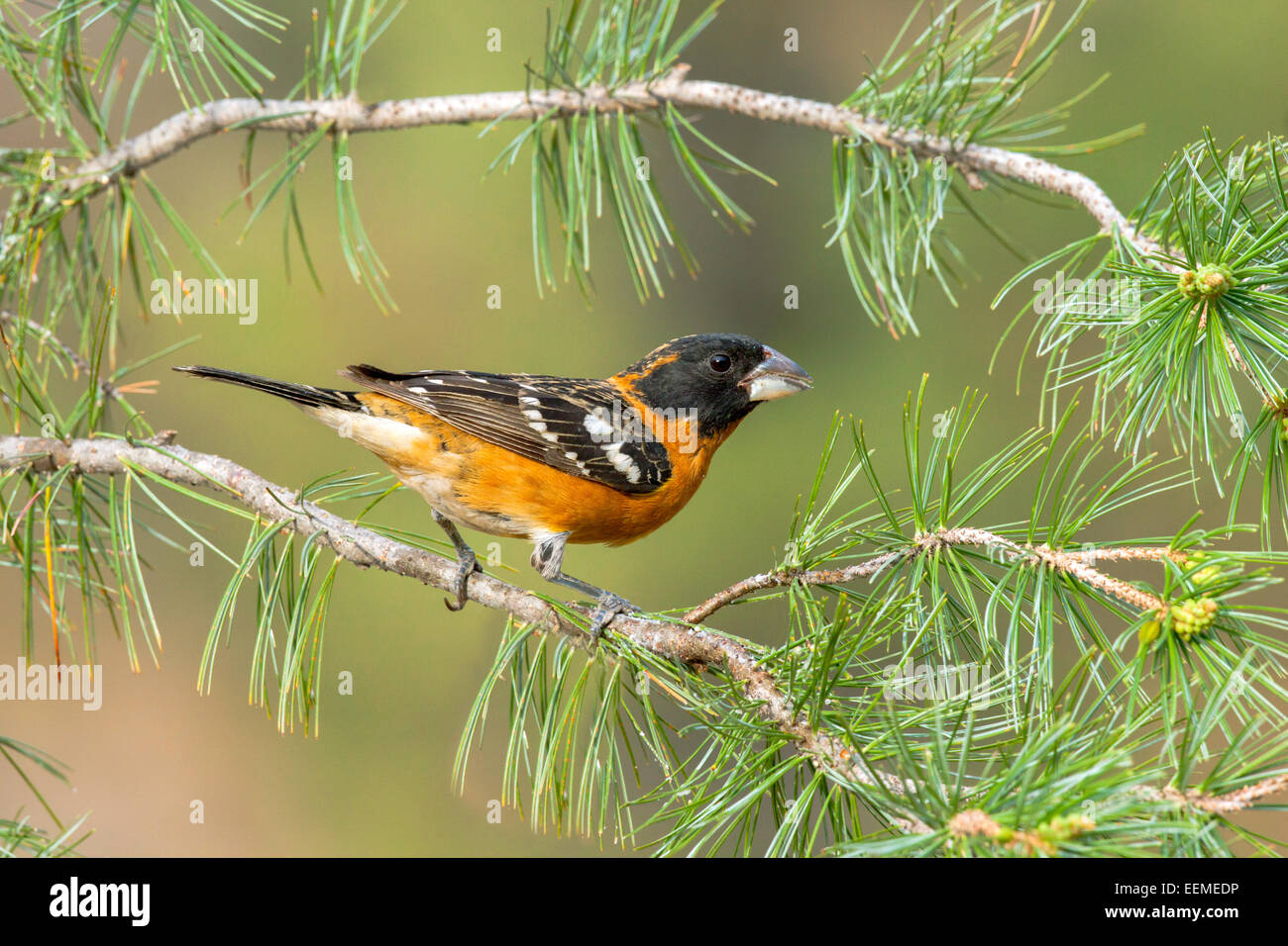 Black-headed Grosbeak Pheucticus melanocephalus Santa Rita Mountains ...