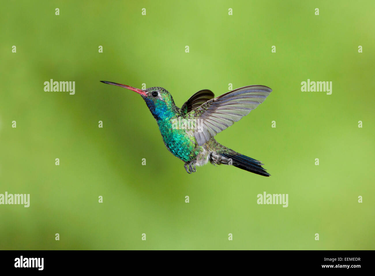 Broad-billed Hummingbird Cynanthus latirostris Santa Rita Mountains ...