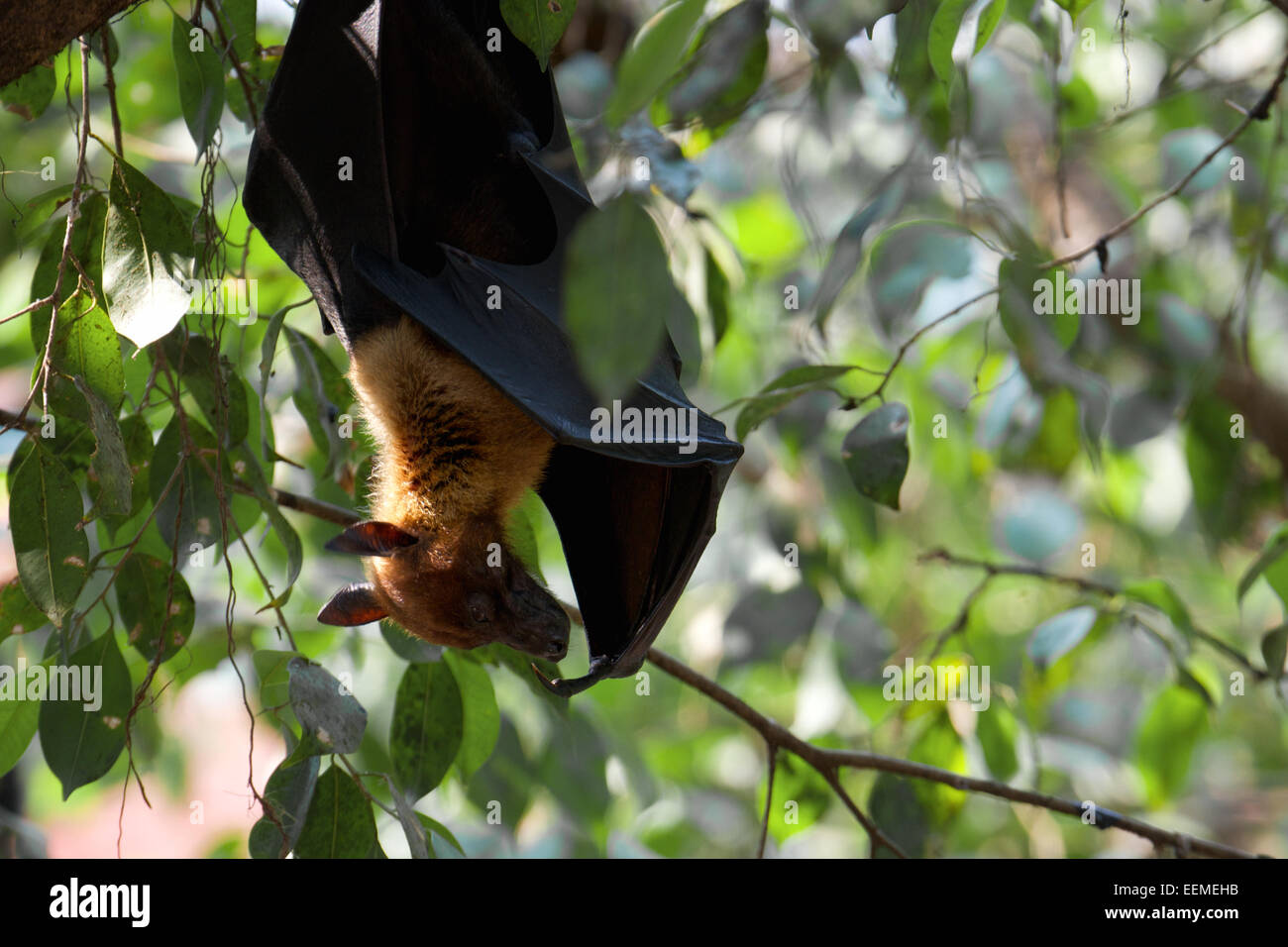 Lyle's flying fox (Pteropus lylei) is a species of bat in the family ...