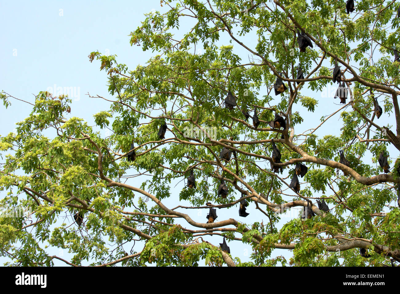 Lyle's flying fox (Pteropus lylei) is a species of bat in the family ...