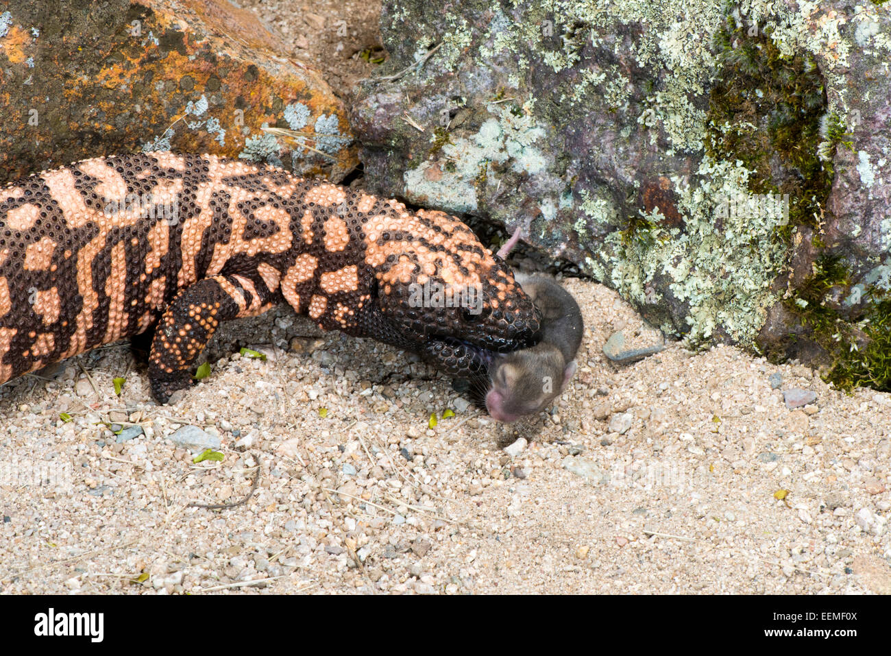 Gila Monster Heloderma suspectum suspectum Tucson, Arizona, United ...