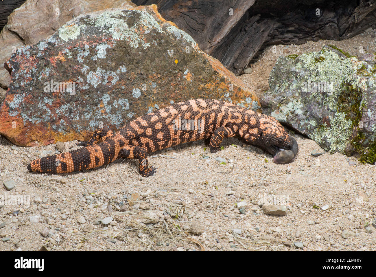 Gila Monster Heloderma suspectum suspectum Tucson, Arizona, United ...