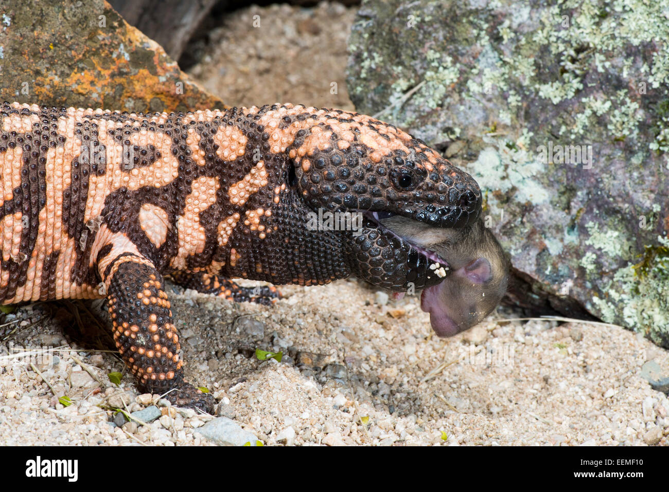 Gila Monster Heloderma suspectum suspectum Tucson, Arizona, United ...