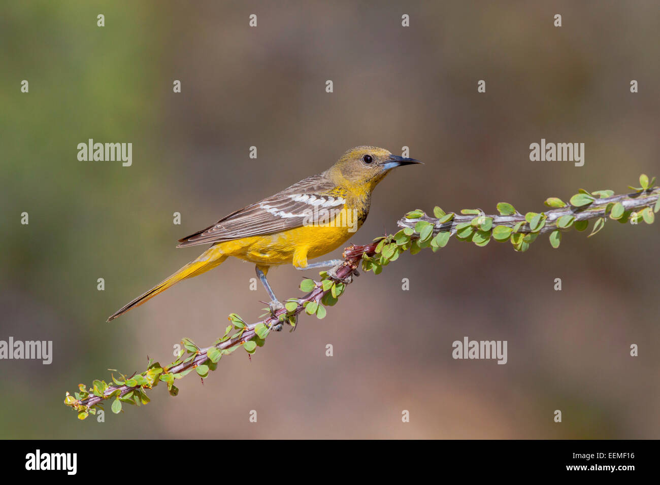 Icterid bird hi-res stock photography and images - Alamy