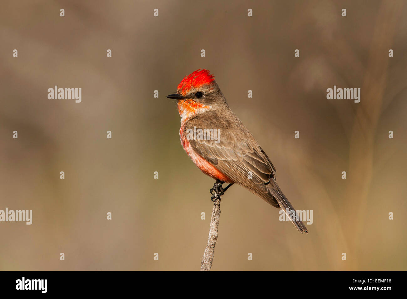 Vermilion Flycatcher Pyrocephalus rubinus Catalina State Park, Tucson ...