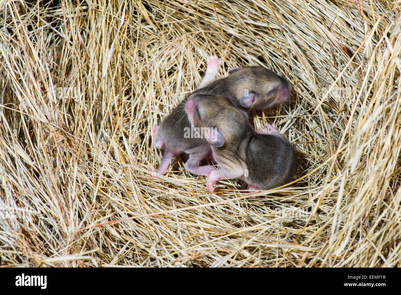 Rat pack hi-res stock photography and images - Alamy
