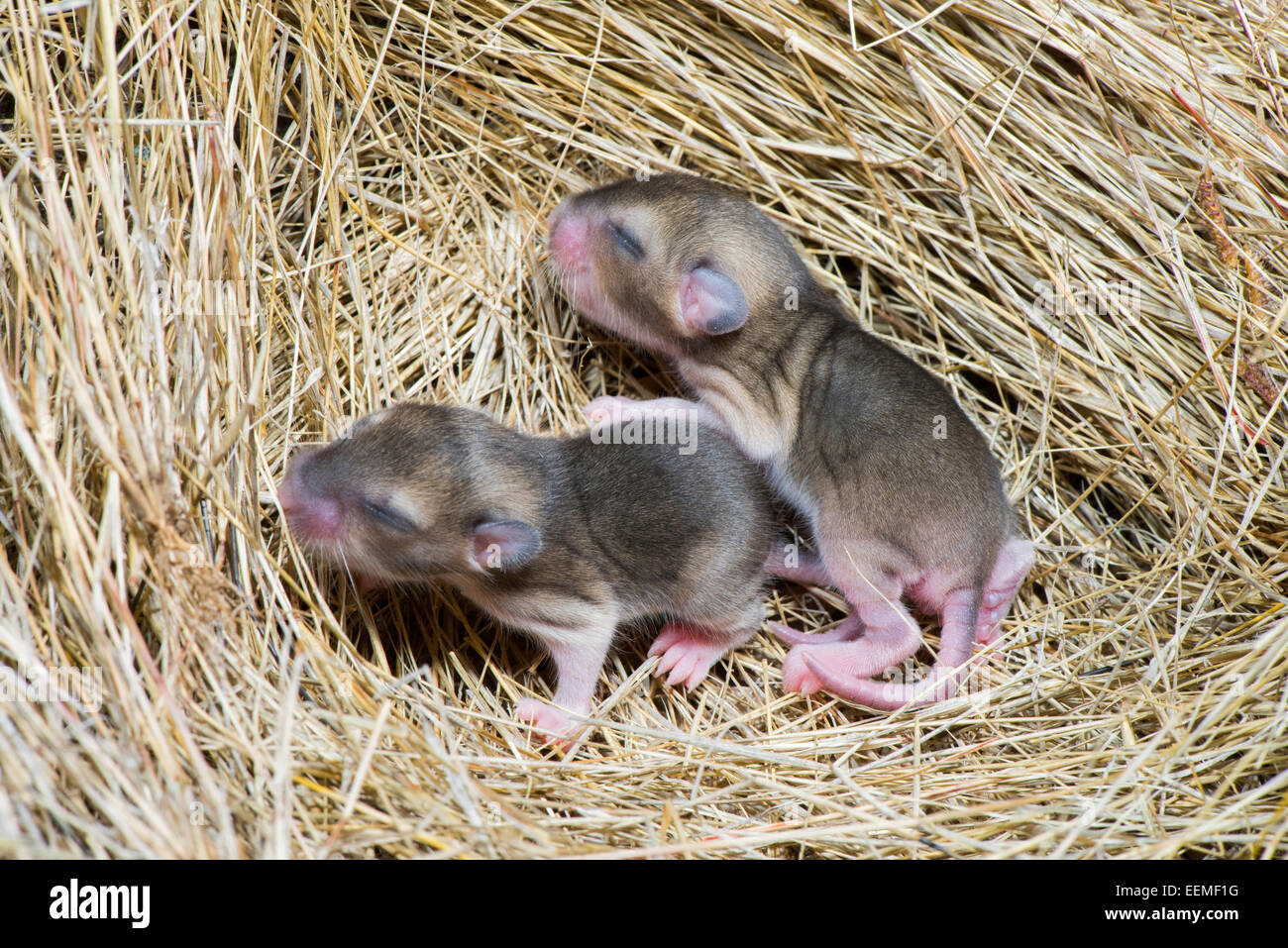 Rat pack hi-res stock photography and images - Alamy