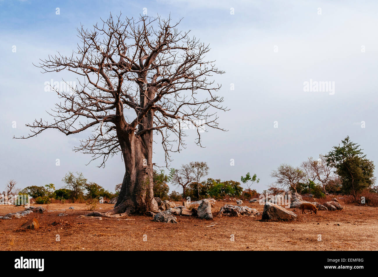 Pig eating baobab tree dusk hi-res stock photography and images - Alamy