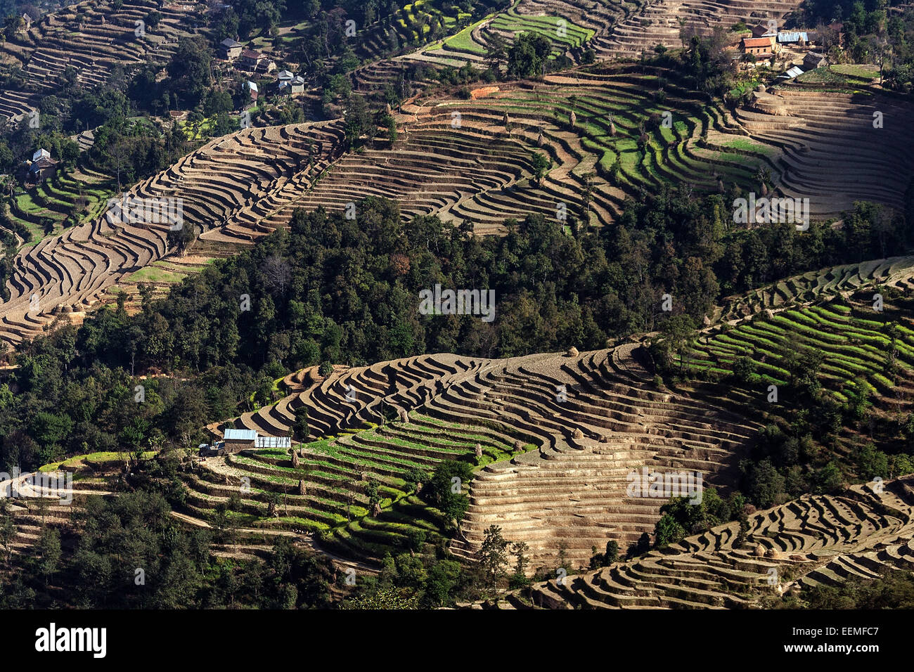 Terrace cultivation, field terraces at Nagarkot, Nepal Stock Photo - Alamy