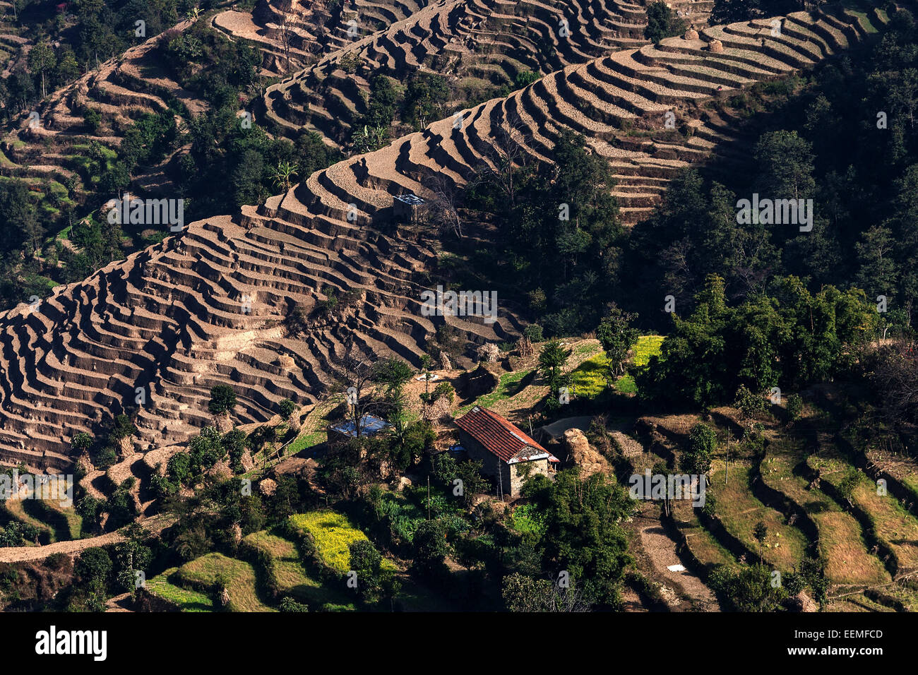 Terrace rice cultivation hi-res stock photography and images - Alamy
