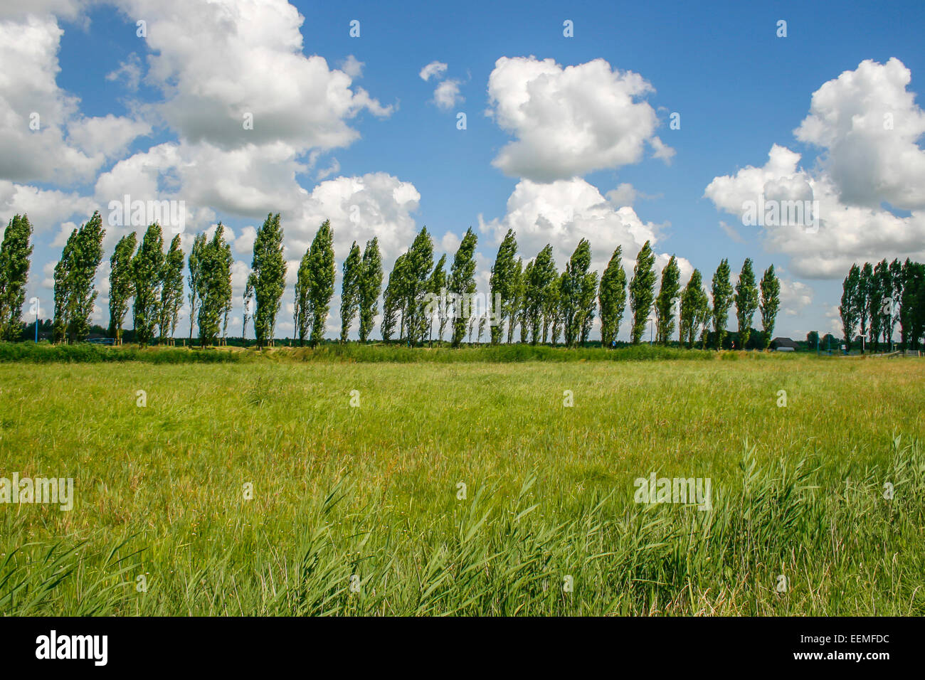 Row of trees in the wind Stock Photo - Alamy