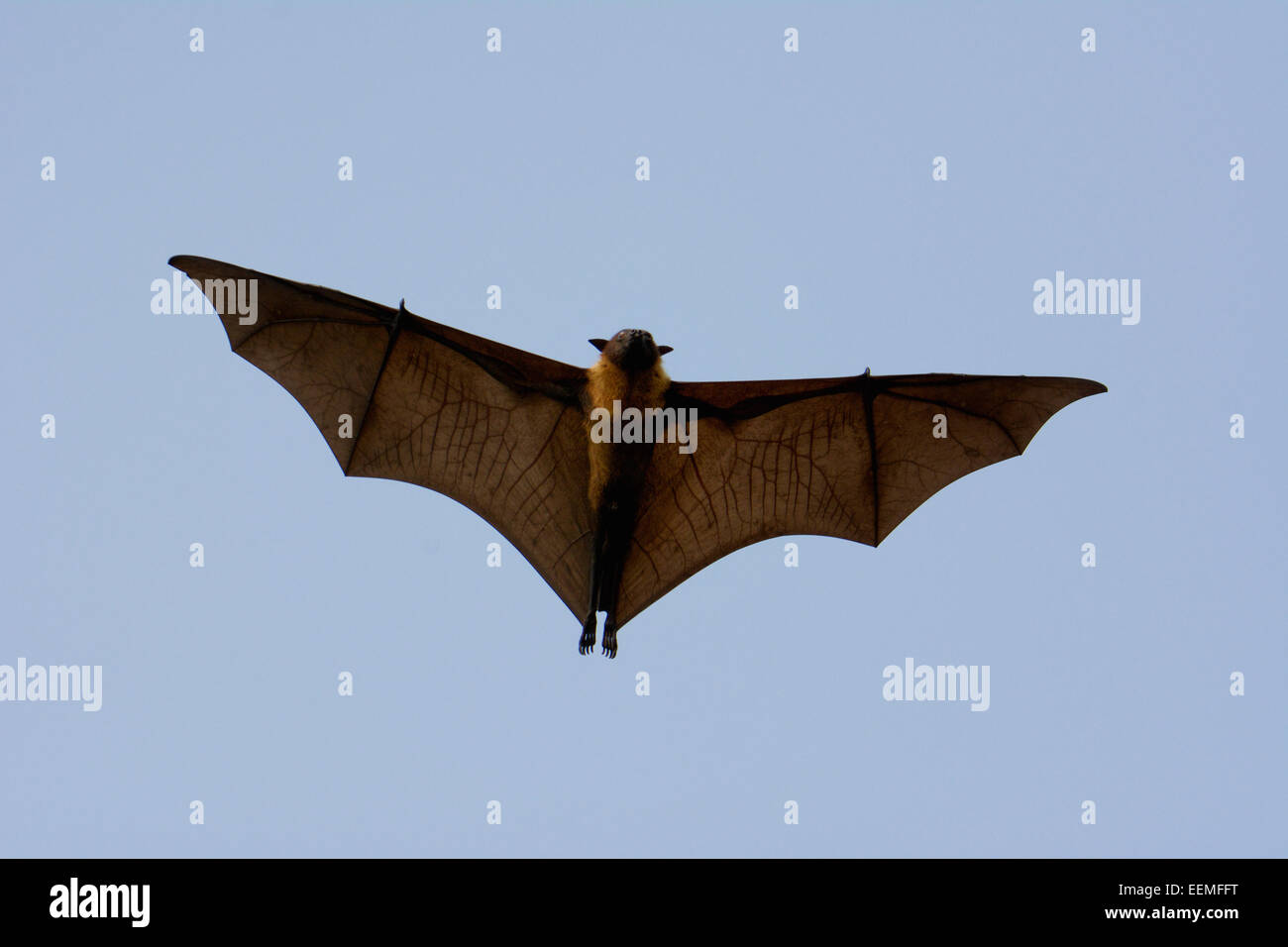 Lyle's flying fox (Pteropus lylei) is a species of bat in the family ...