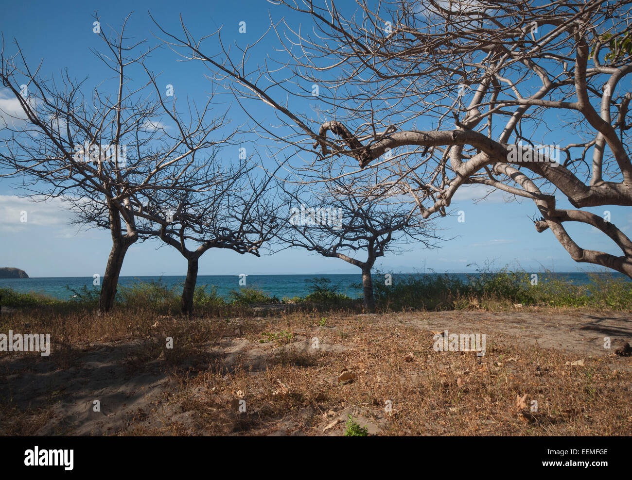 Trees on a beach in Costa Rica Stock Photo - Alamy
