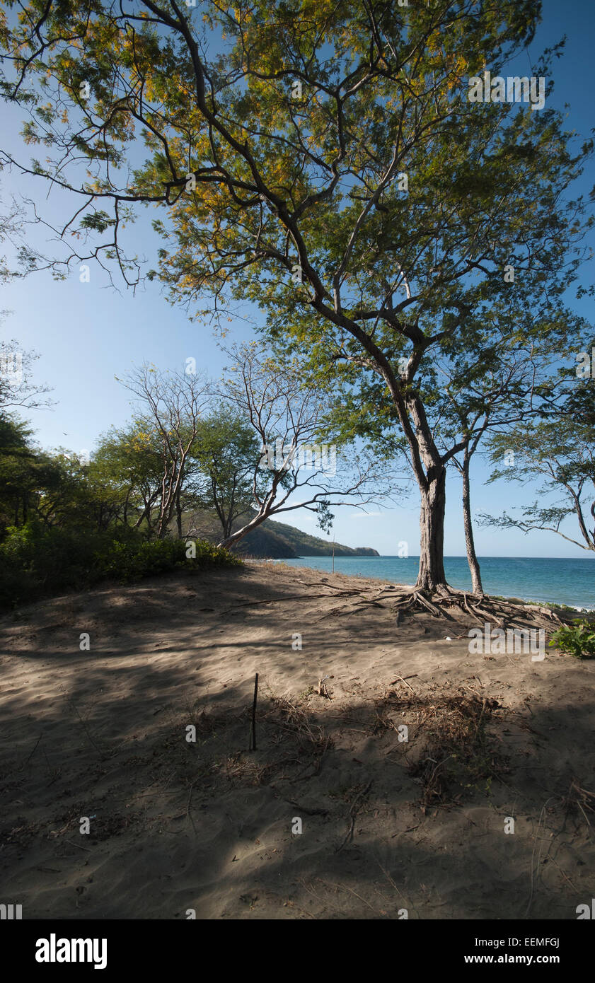 Tree on a beach of Costa Rica Stock Photo - Alamy