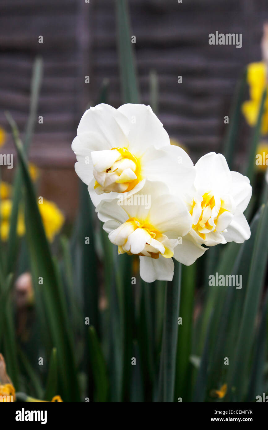 NARCISSUS CHEERFULNESS. DAFFODIL Stock Photo - Alamy