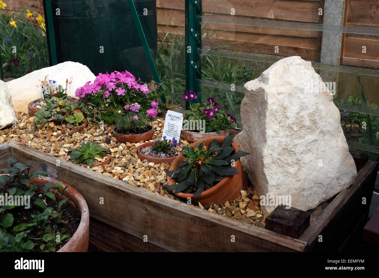 AN ALPINE TROUGH IN A GREENHOUSE IN EARLY SPRING Stock Photo - Alamy