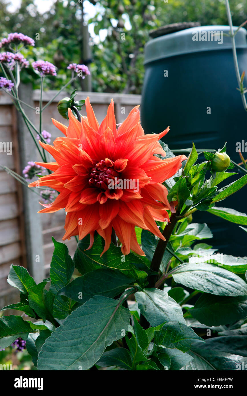 DAHLIA COLOUR SPECTACLE Stock Photo - Alamy