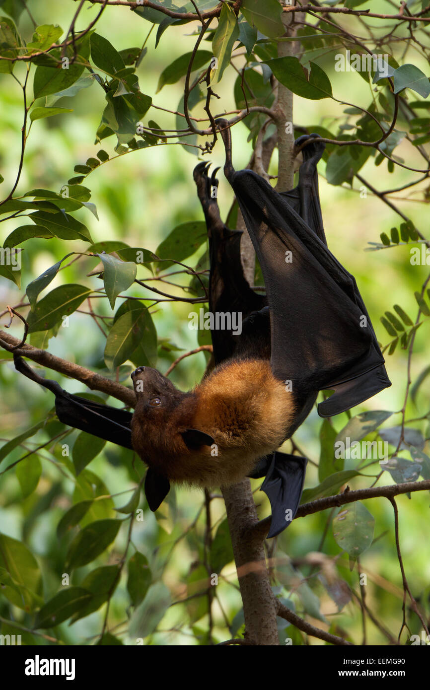 Lyle's flying fox (Pteropus lylei) is a species of bat in the family ...
