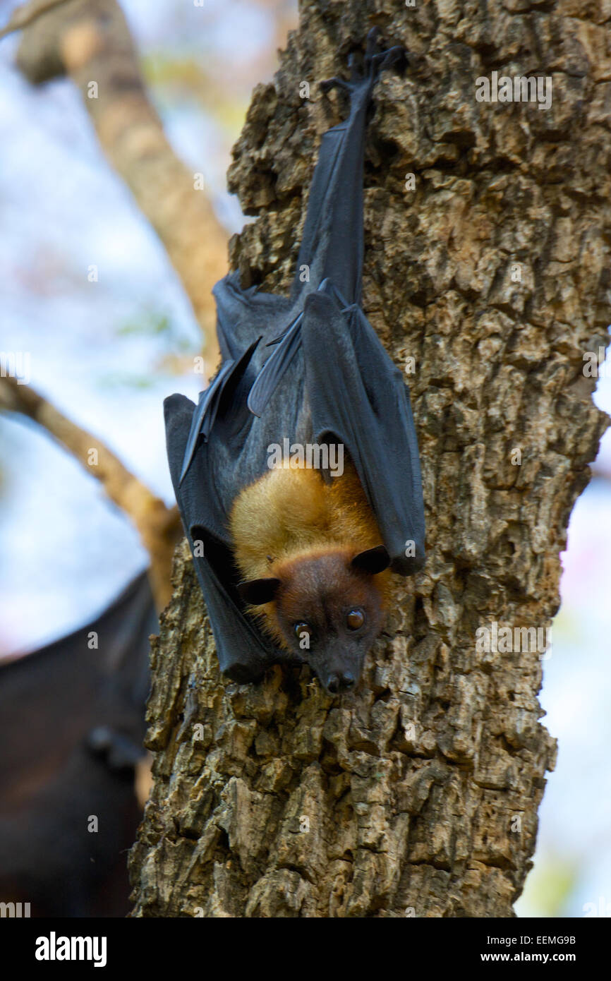 Lyle's flying fox (Pteropus lylei) is a species of bat in the family ...