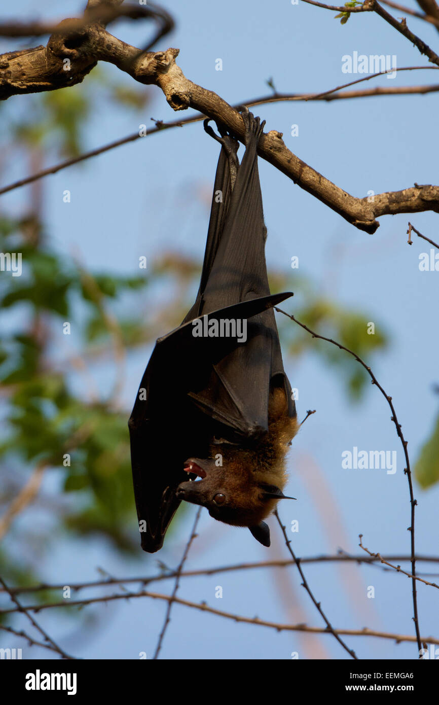 Lyle's flying fox (Pteropus lylei) is a species of bat in the family ...