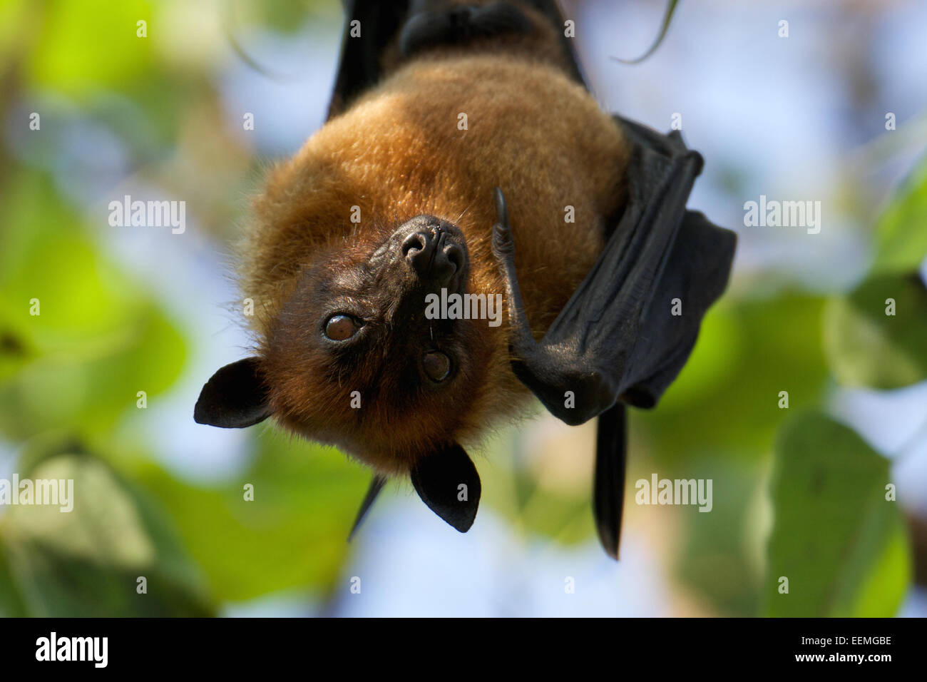 Pteropus lylei - Lyles Flying Fox, Thailand Stock Photo - Alamy