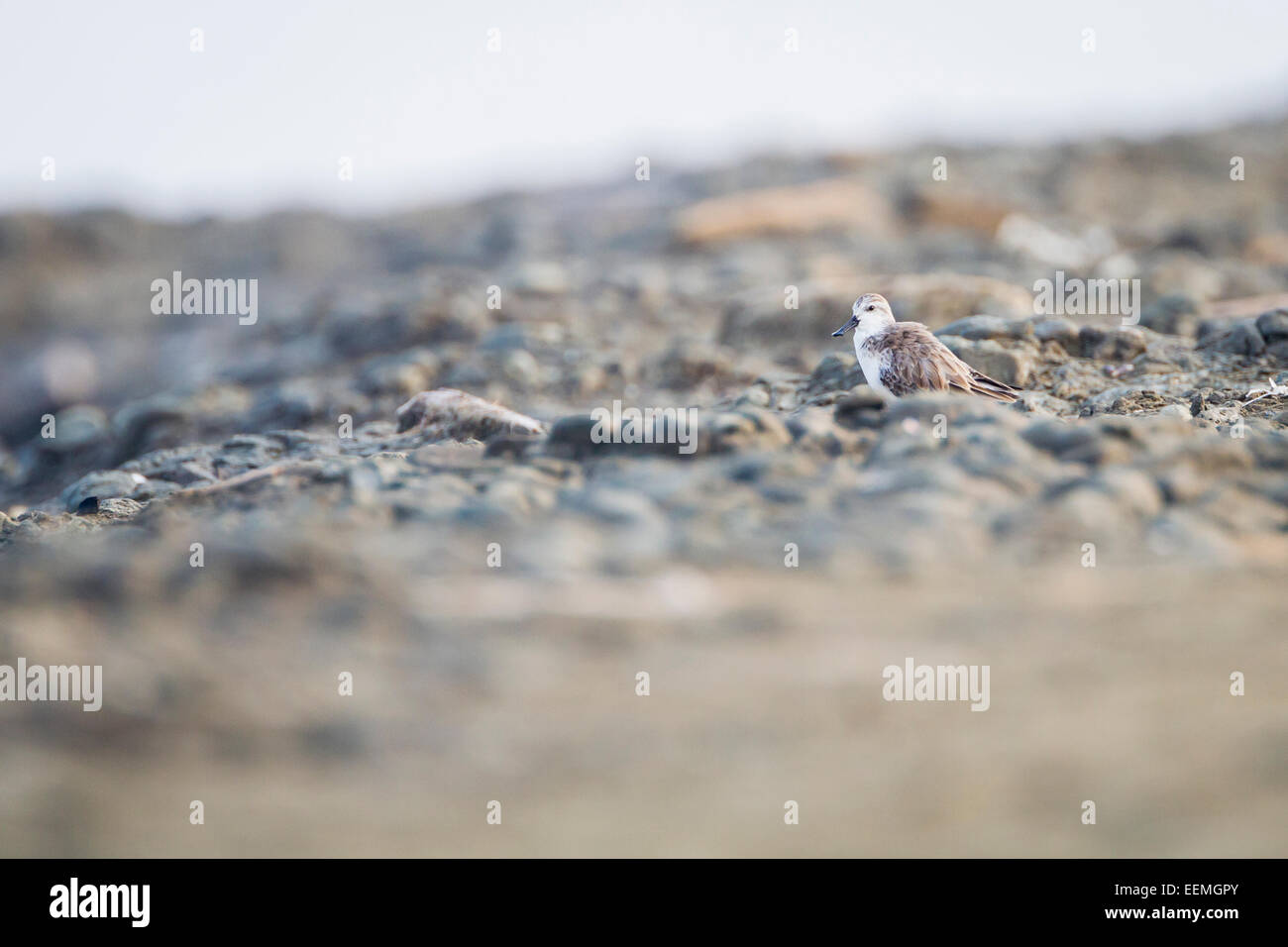 Spoon-billed Sandpiper (Eurynorhynchus pygmeus) on habitat. Pak Thale ...